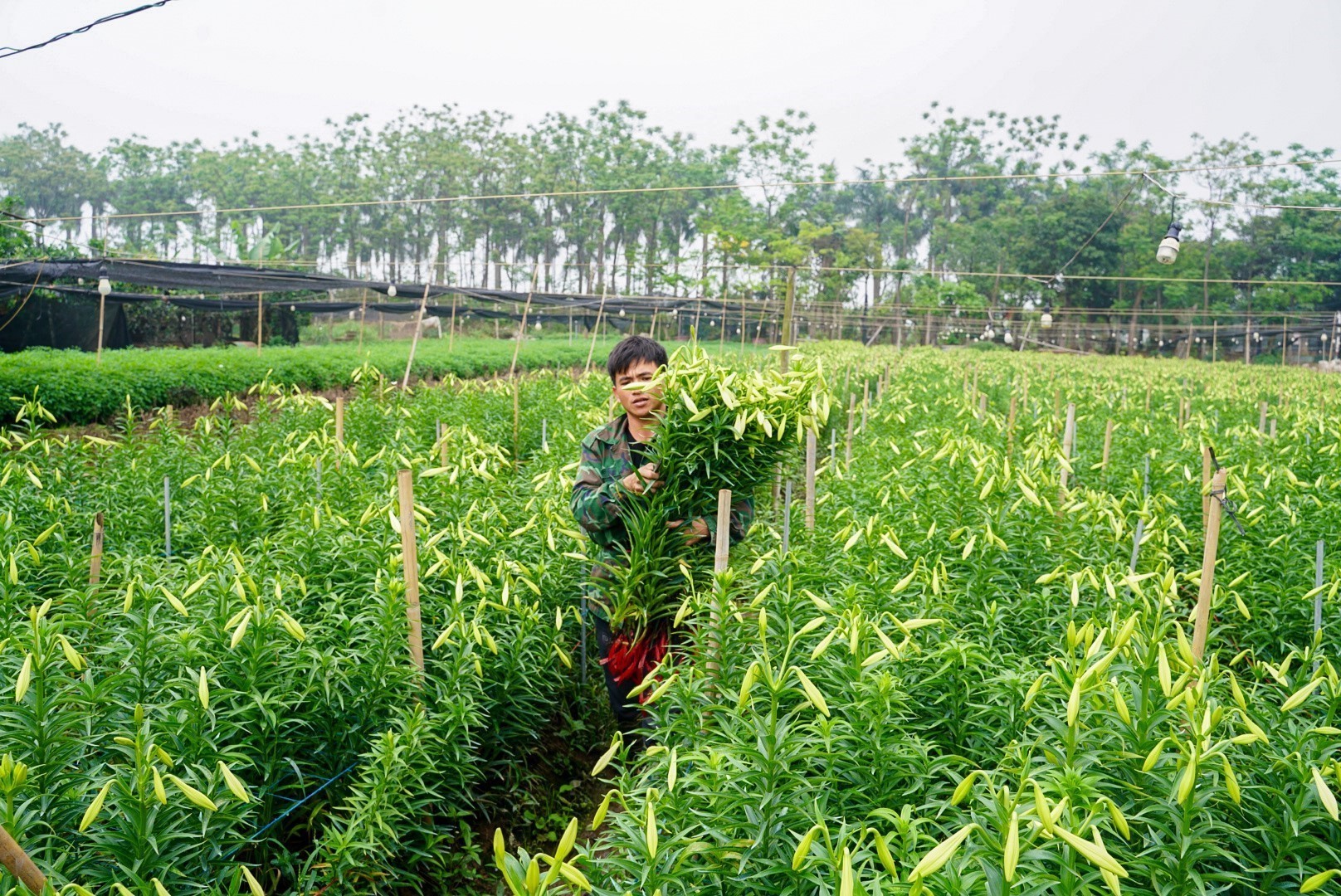 Nhớ mùa loa kèn tháng Tư
