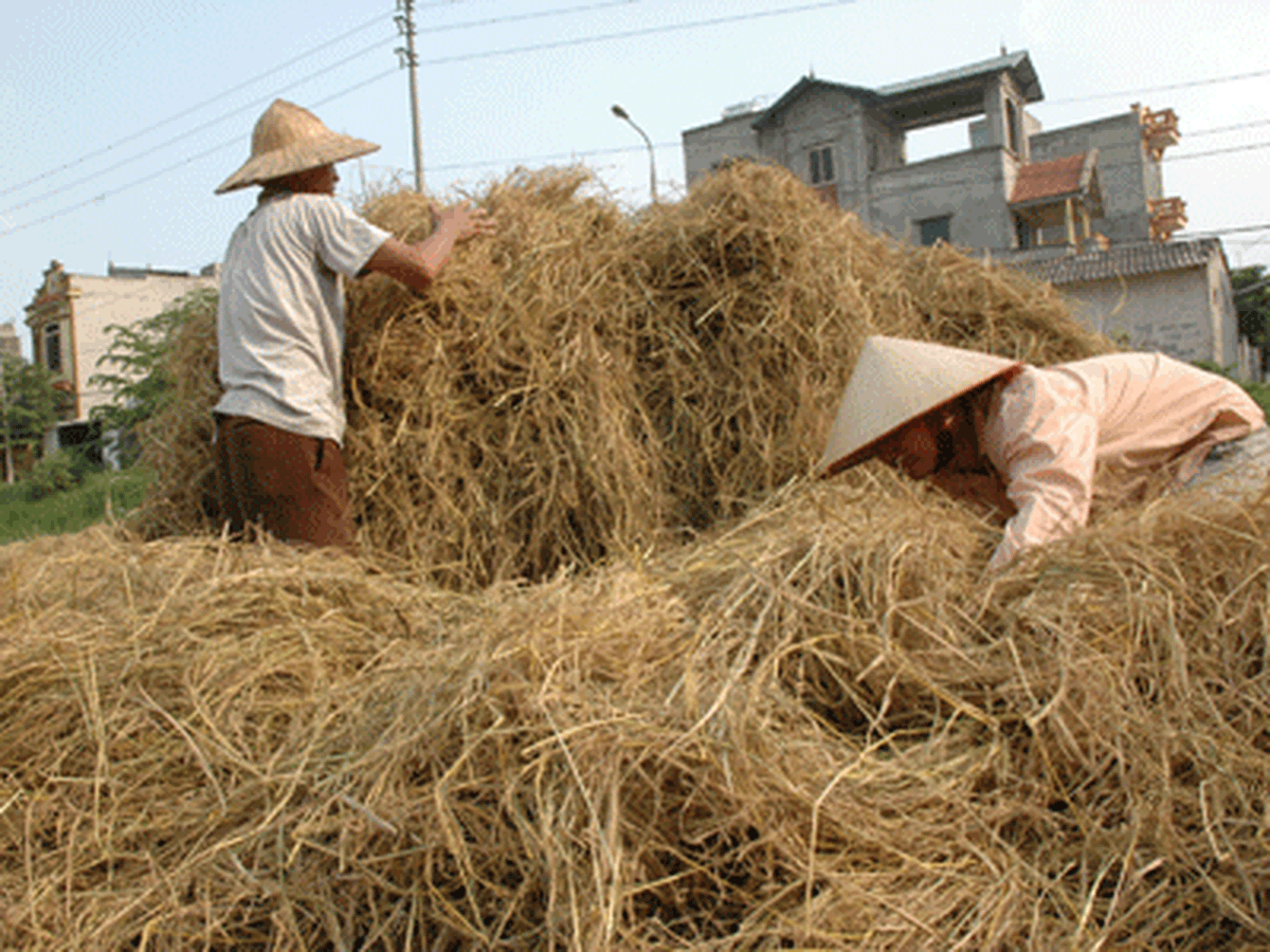 Nhà khoa học và tri thức về rơm rạ