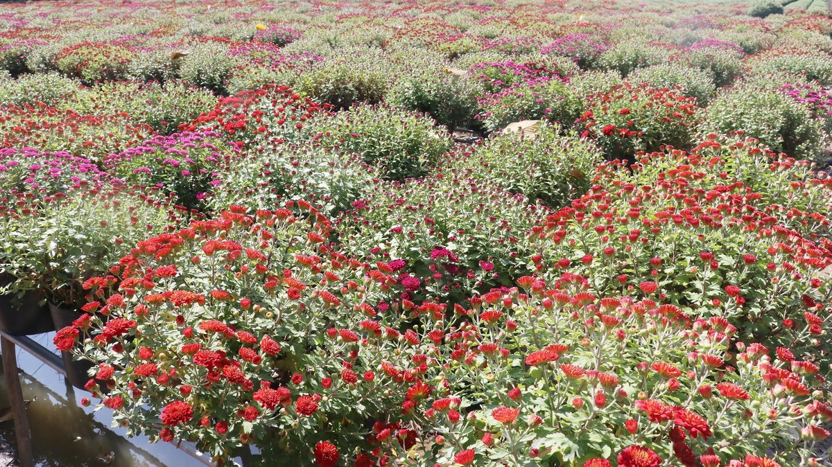 Nghề trồng hoa kiểng kết hợp du lịch sinh thái trải nghiệm ở Đồng Tháp